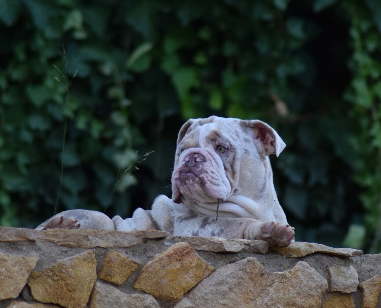 Exotic Bulldog Lilac Tricolor Merle. Como es este manto?