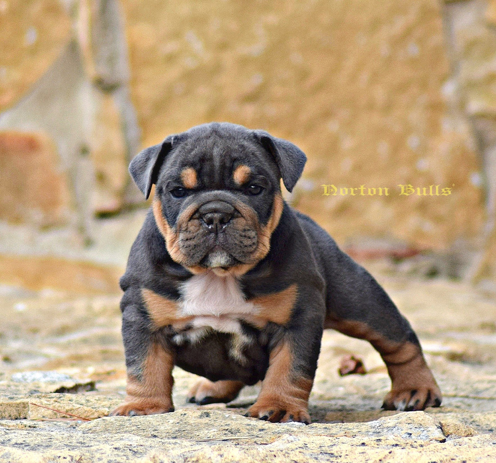 bulldog ingles merle, bulldog ingles exotico, new english bulldog, bulldog