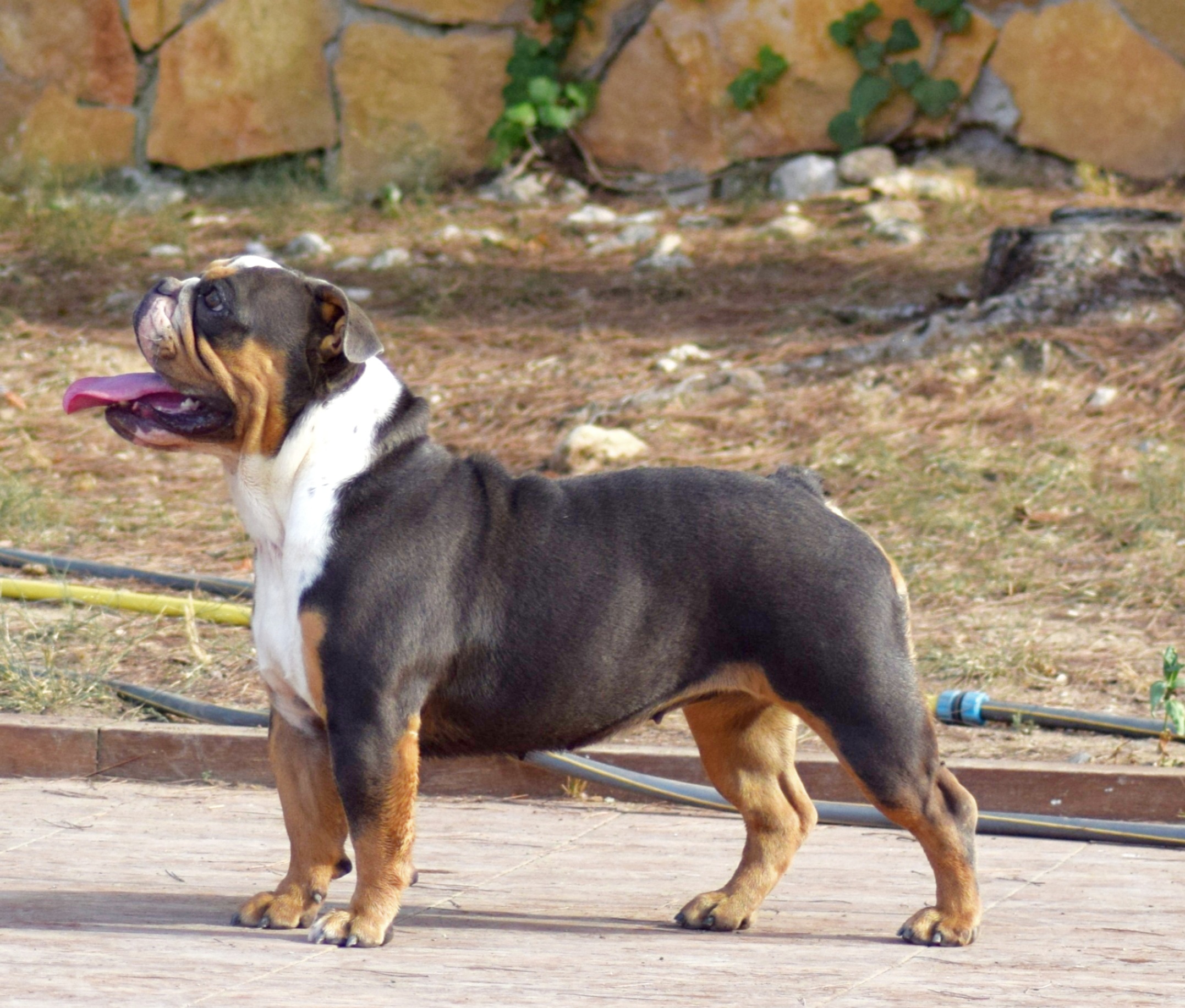 El New English Bulldog, selección y cría en España
