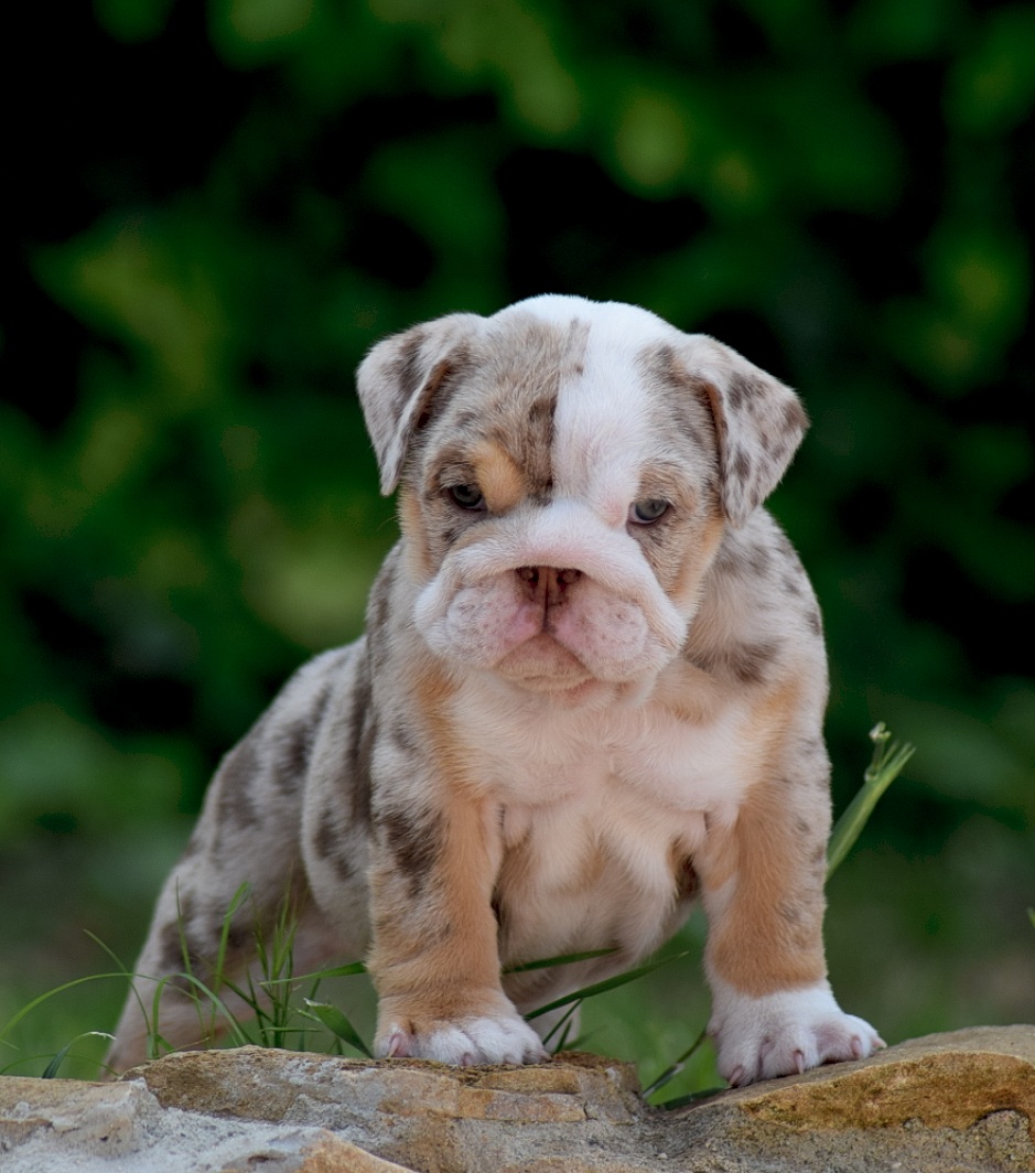 Merle Tricolor Chocolate, Bulldog Exótico