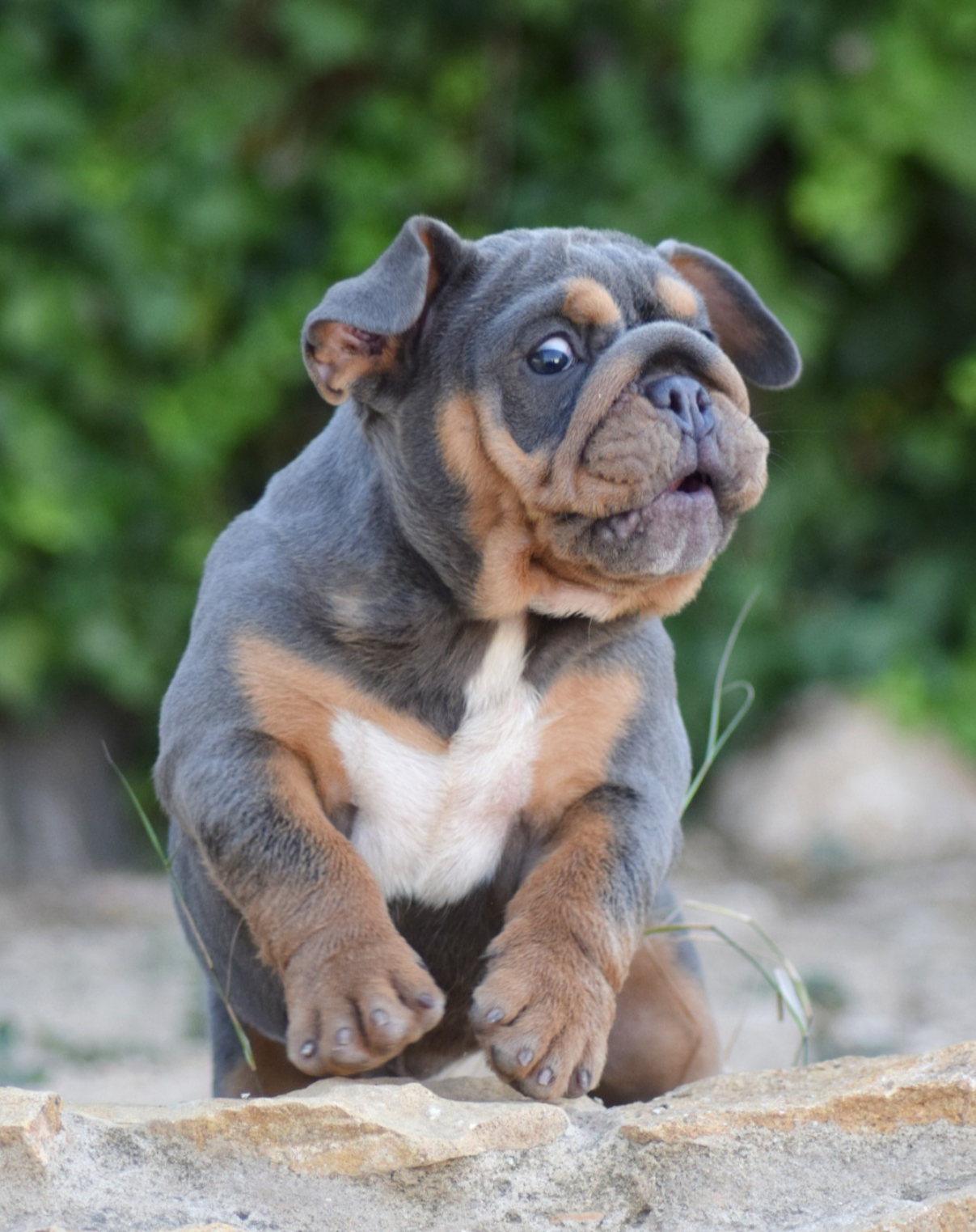 Criadero de Bulldog Ingles Exótico y New English Bulldog