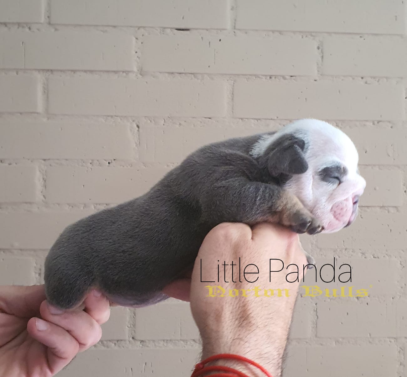 Cachorro Bulldog Ingles, India New English Bulldog, conócela!!