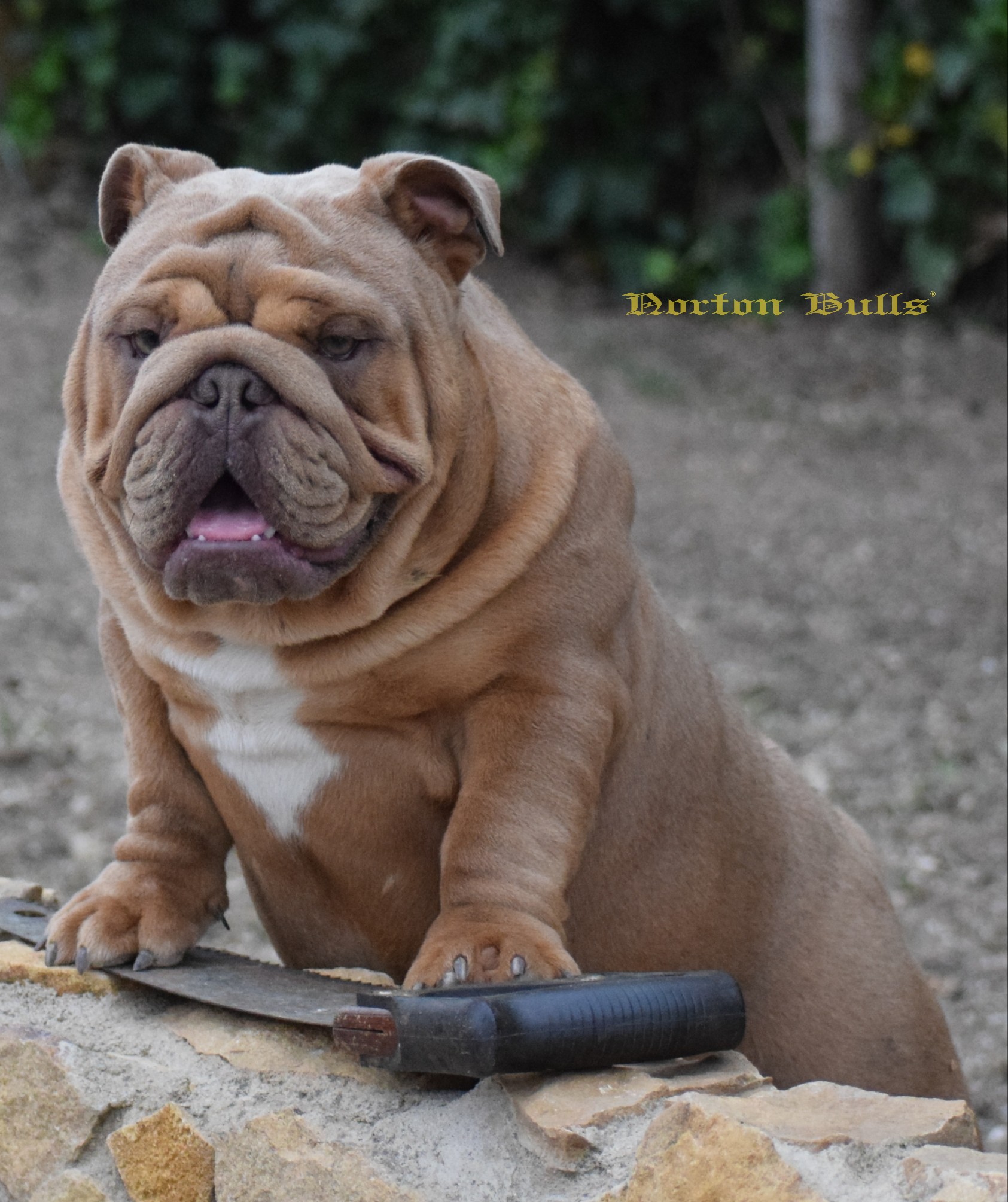 Características del Bulldog Ingles, hablamos del Bulldog Ingles