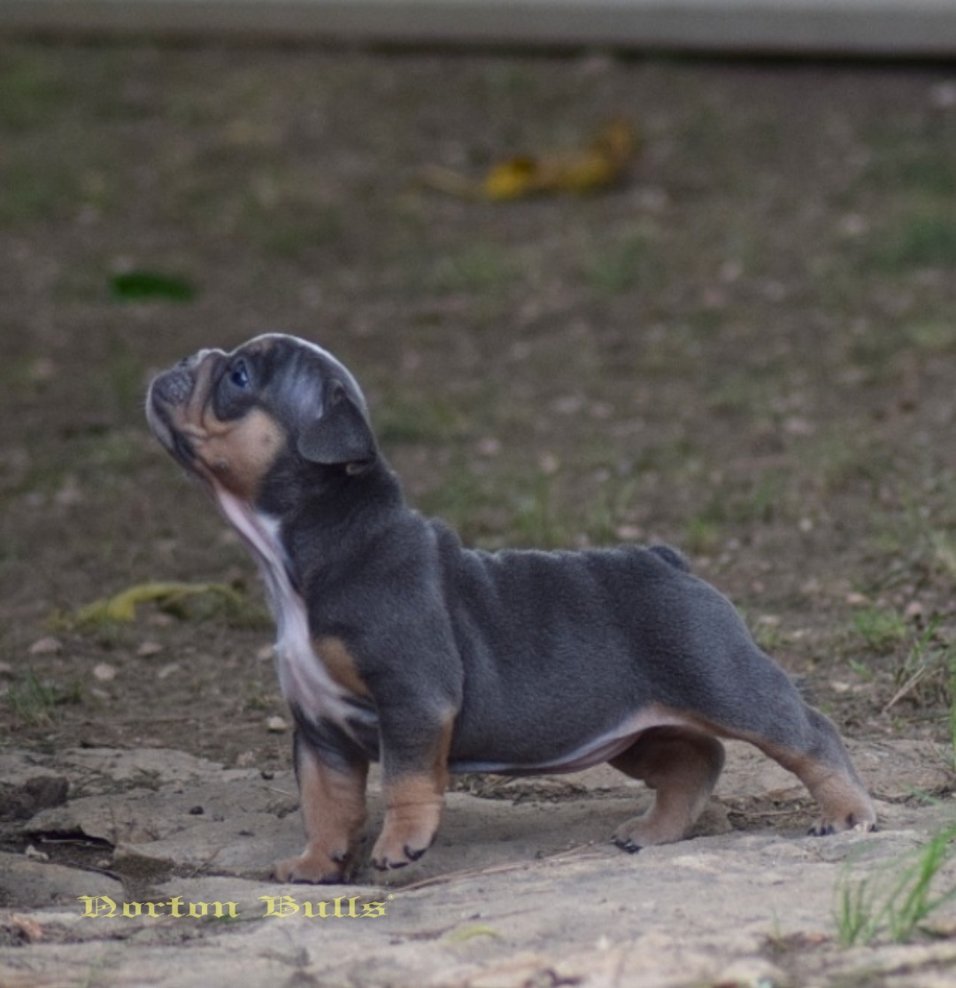 Cachorro Bulldog Ingles, India New English Bulldog, conócela!!