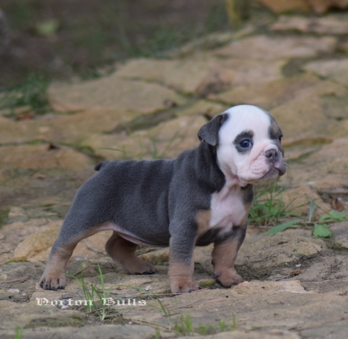 Cachorro Bulldog Ingles, India New English Bulldog, conócela!!