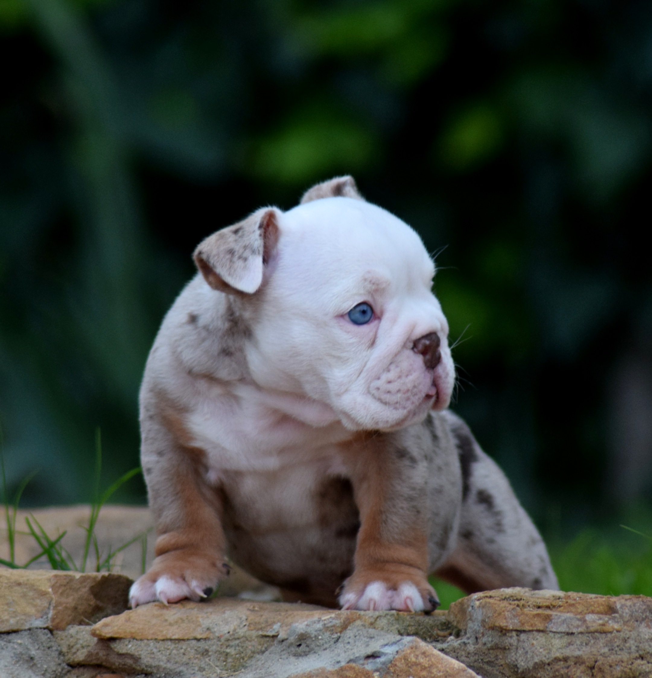 Exotic English Bulldog, Contacto Norton Bulls