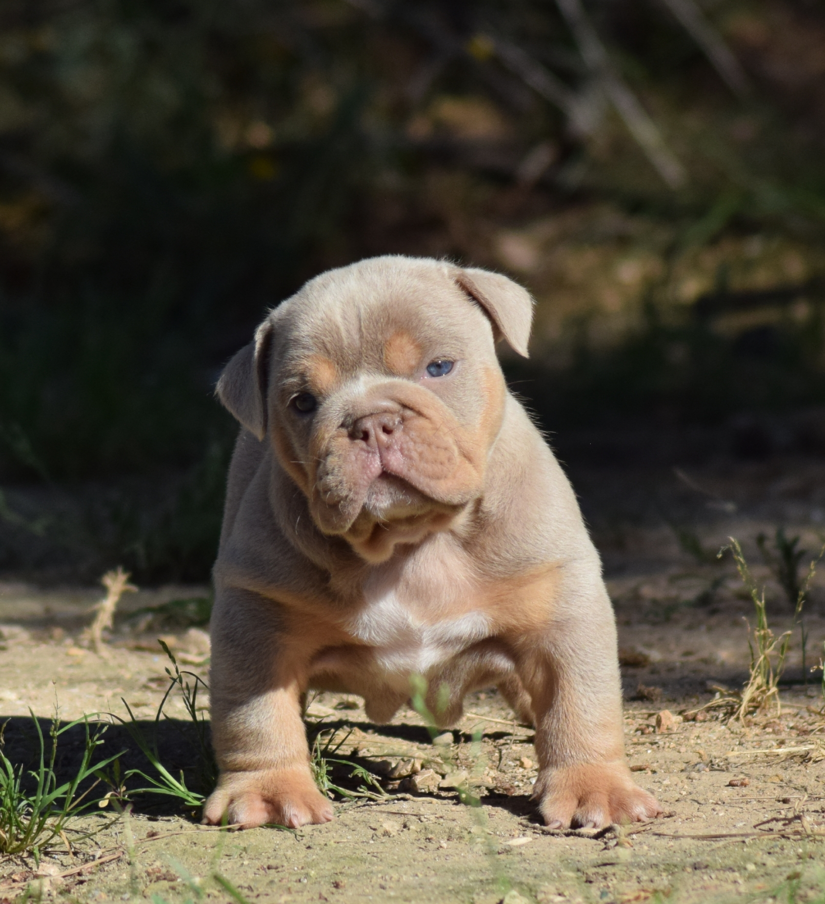Cachorro New English Bulldog, te presentamos a Perseo