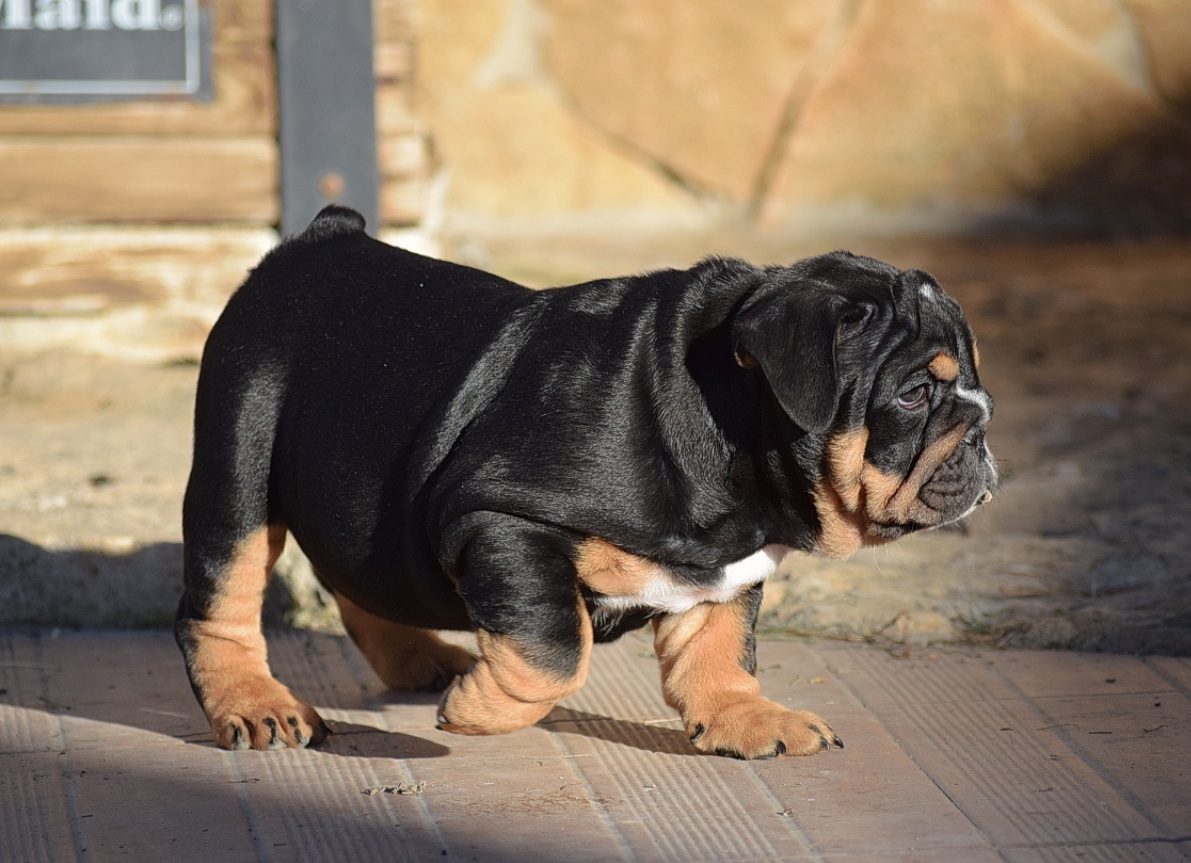 Bulldog Black Tricolor, en Norton Bulls te presentamos este manto!!