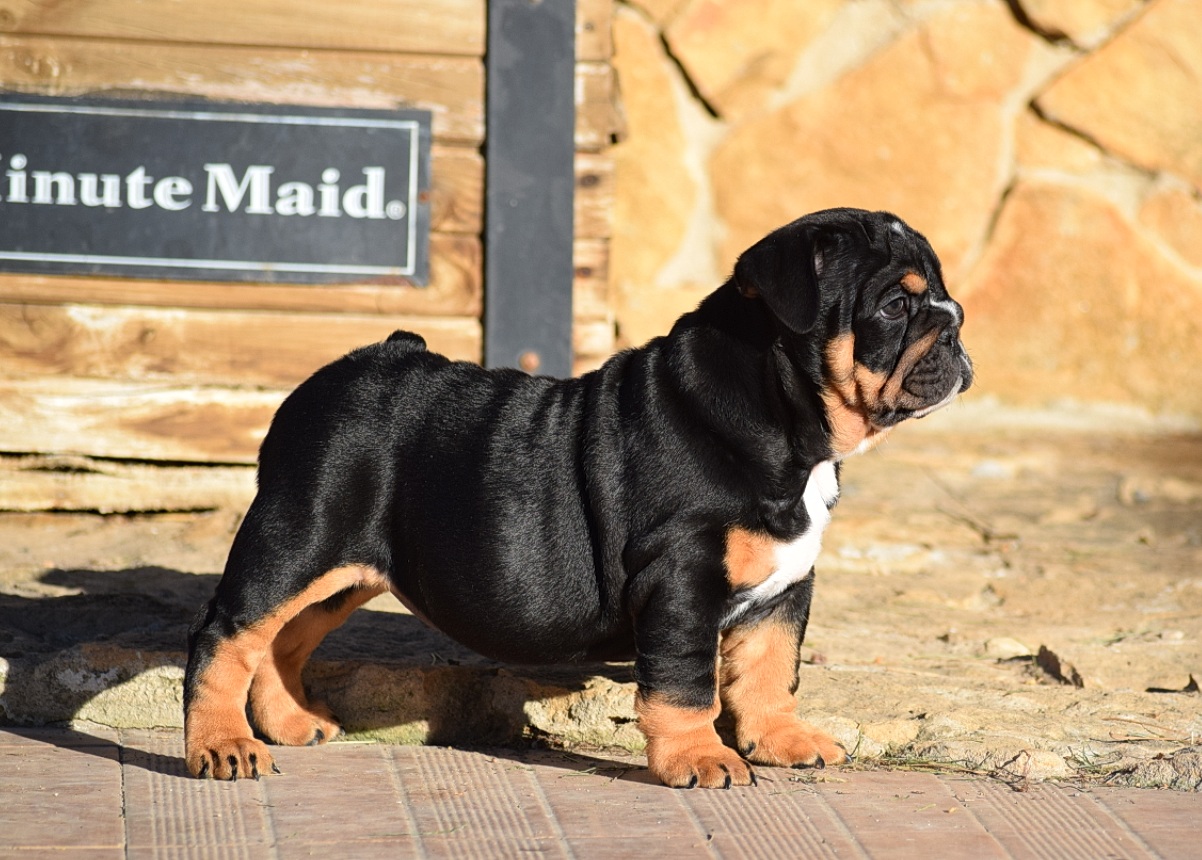 Bulldog Black Tricolor, en Norton Bulls te presentamos este manto!!